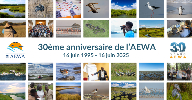 Celebrating 30 Years of AEWA: A Milestone for Flyway Conservation | AEWA