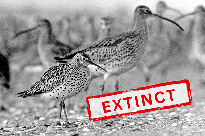 Remembering the Slender-billed Curlew: Reflections on a Lost Species | AEWA