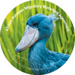 Shoebill Sticker | AEWA