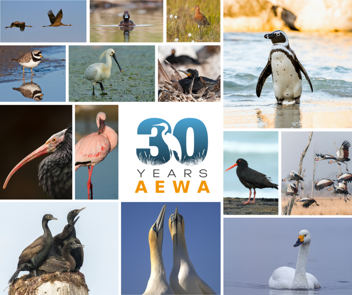 AEWA | Agreement on the Conservation of African-Eurasian Migratory ...
